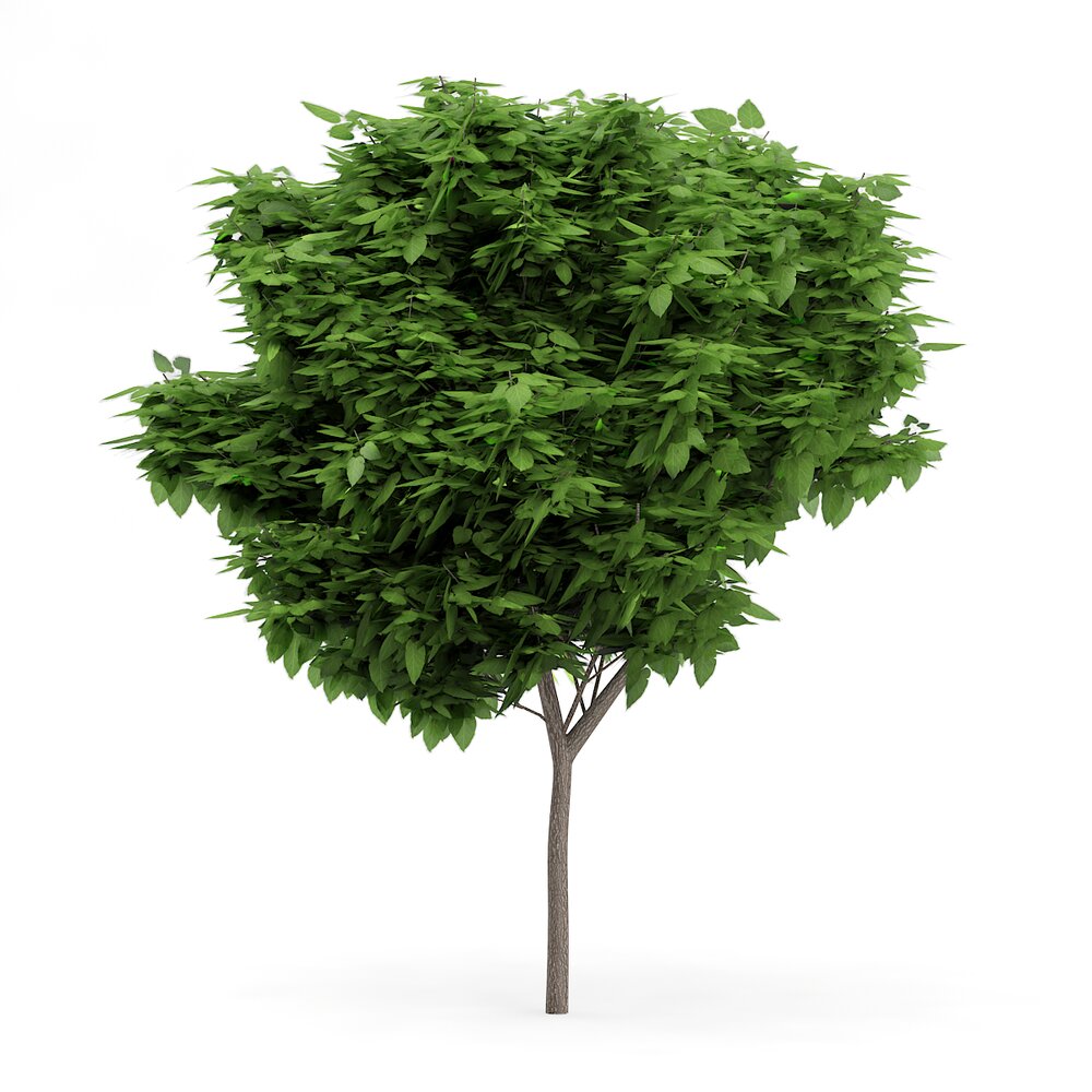 Árbol Catalpa 6,4m Modelo 3D - Descargar Árboles on 3DModels.org