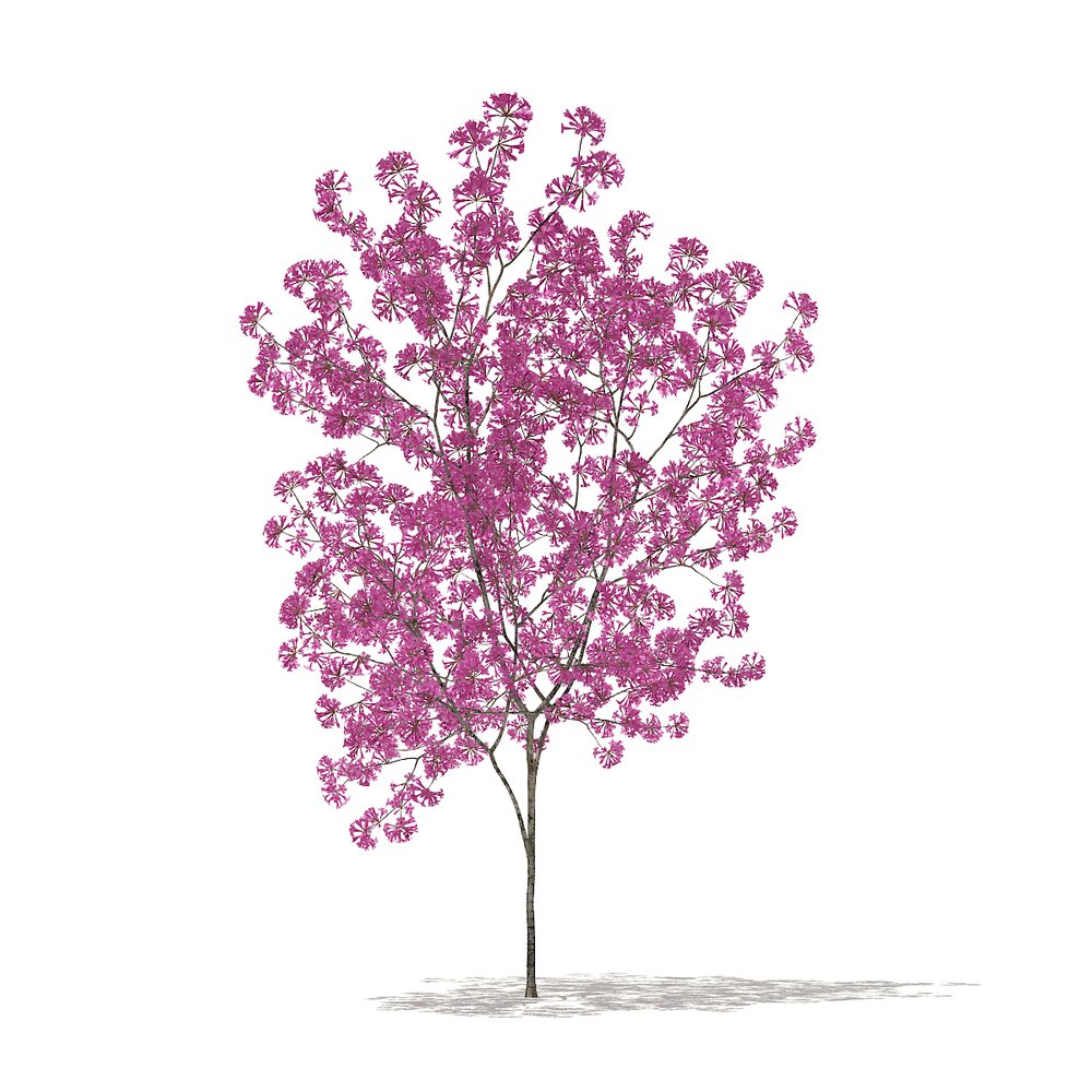 Red Lapacho (Tabebuia impetiginosa) 1.4m 3D model - Download Trees on ...