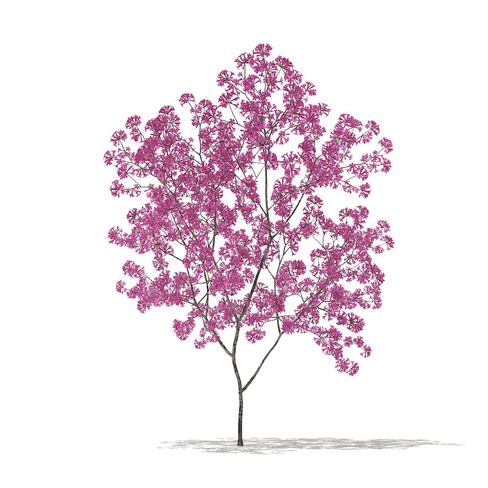 Red Lapacho (Tabebuia impetiginosa) 1.4m 3D model - Download Trees on ...
