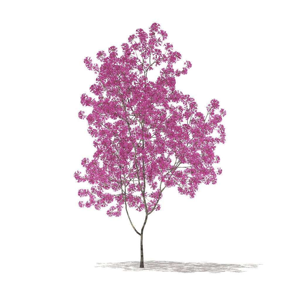 Red Lapacho (Tabebuia impetiginosa) 1.5m 3D model - Download Trees on ...