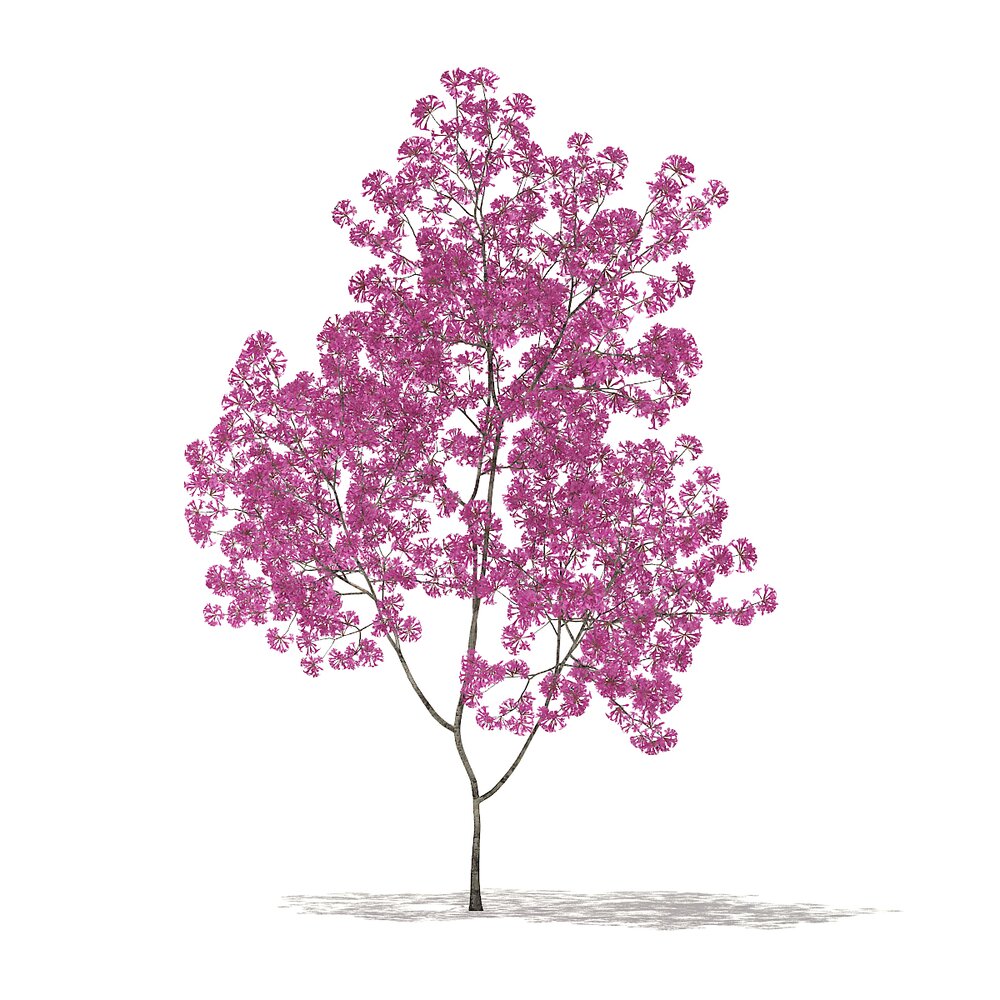 Red Lapacho (Tabebuia impetiginosa) 1.5m 3D model - Download Trees on ...