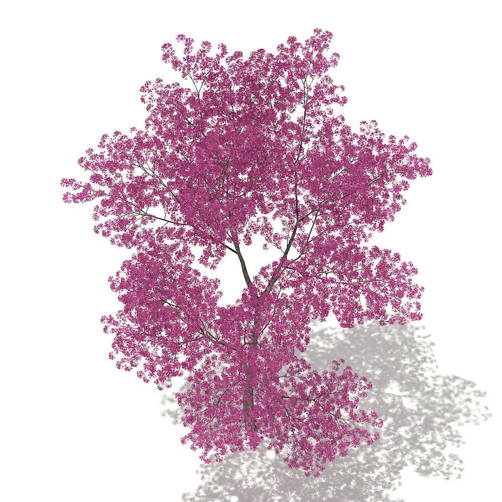 Red Lapacho (Tabebuia impetiginosa) 2.2m 3D model - Download Trees on ...
