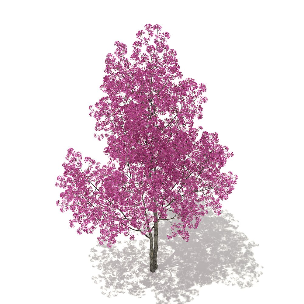 Red Lapacho (Tabebuia impetiginosa) 1.8m 3D model - Download Trees on ...