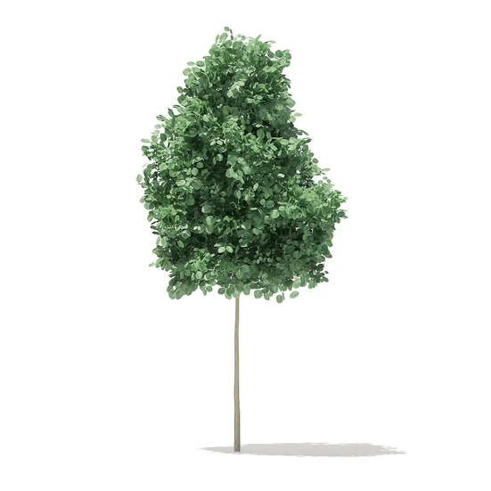 Aspen tree 3D Models Download - 3DModels.org