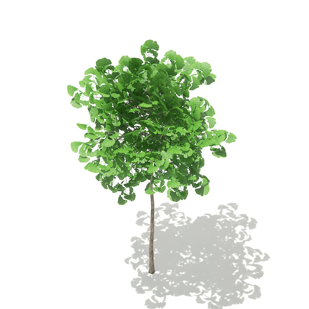 Ginkgo Tree (Ginkgo biloba) 1.8m 3D model - Download Trees on 3DModels.org
