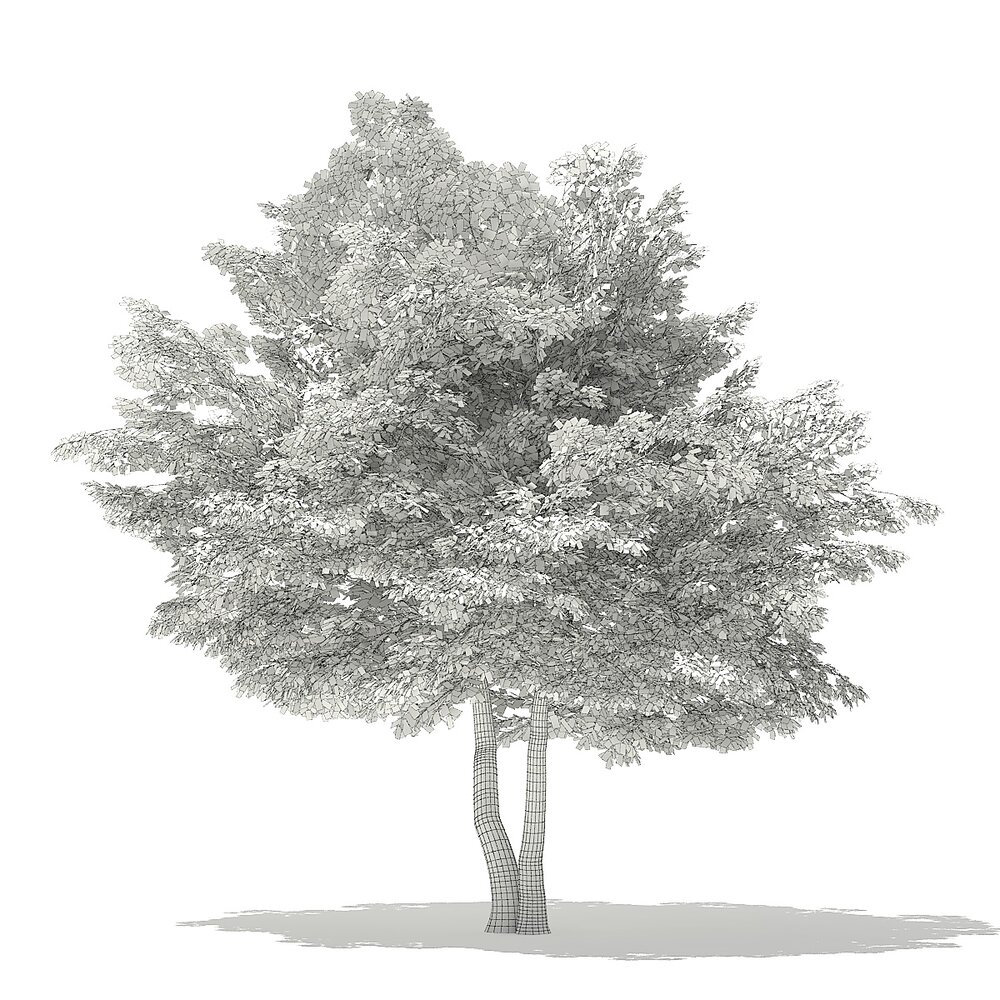 Tulip Tree 7m 3D model - Download Trees on 3DModels.org