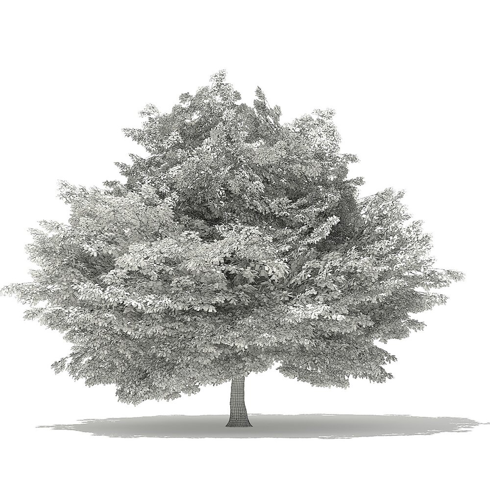 Silver Maple 14.6m 3D model - Download Trees on 3DModels.org