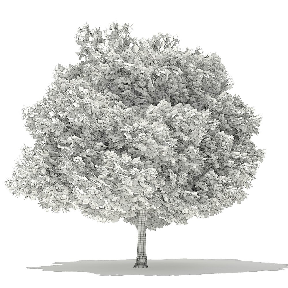 Japanese Maple 8m 3D model - Download Trees on 3DModels.org
