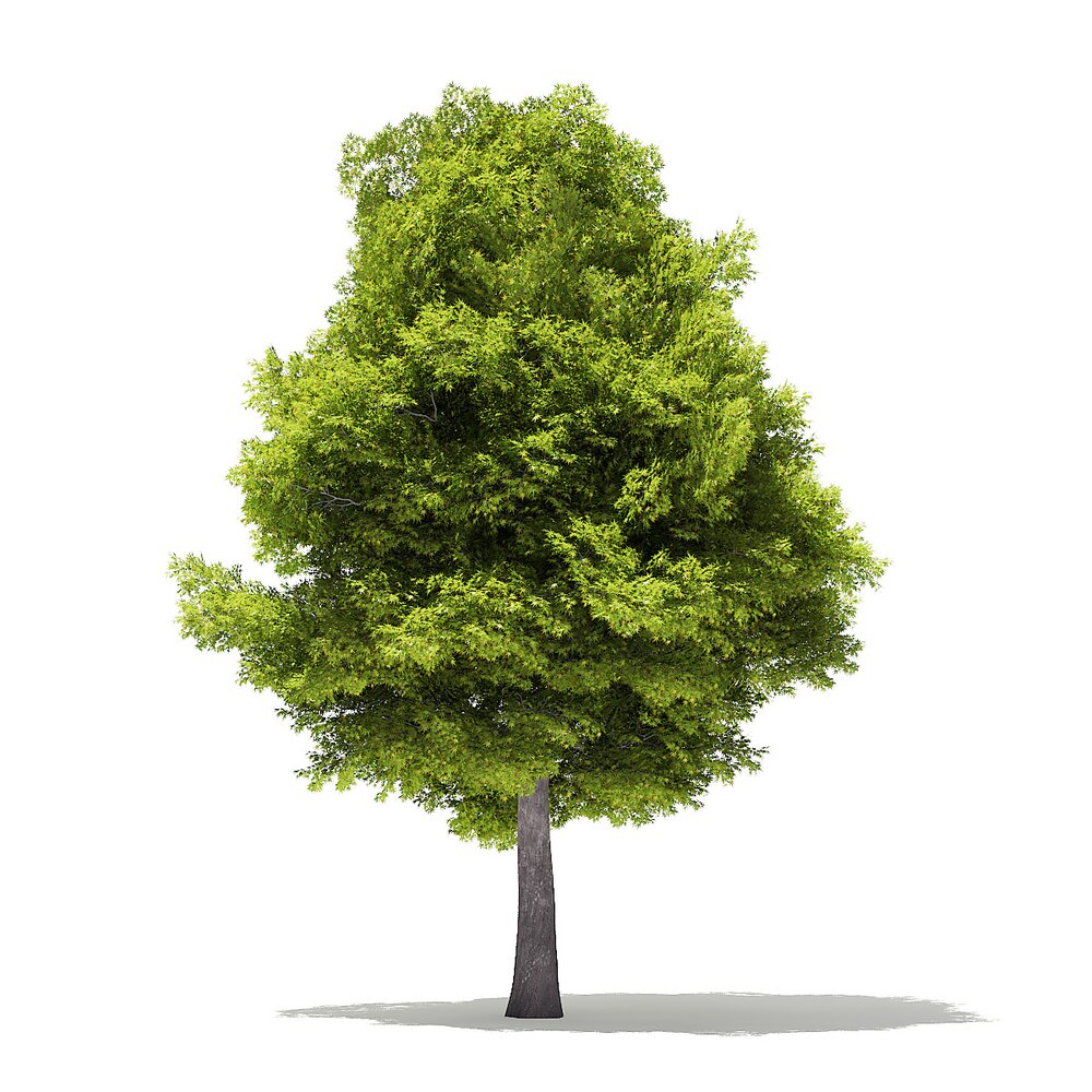 Japanese Maple 16m 3D model - Download Trees on 3DModels.org