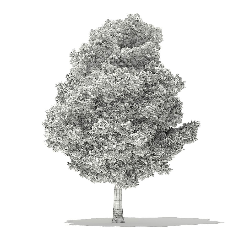 Japanese Maple 16m 3D model - Download Trees on 3DModels.org