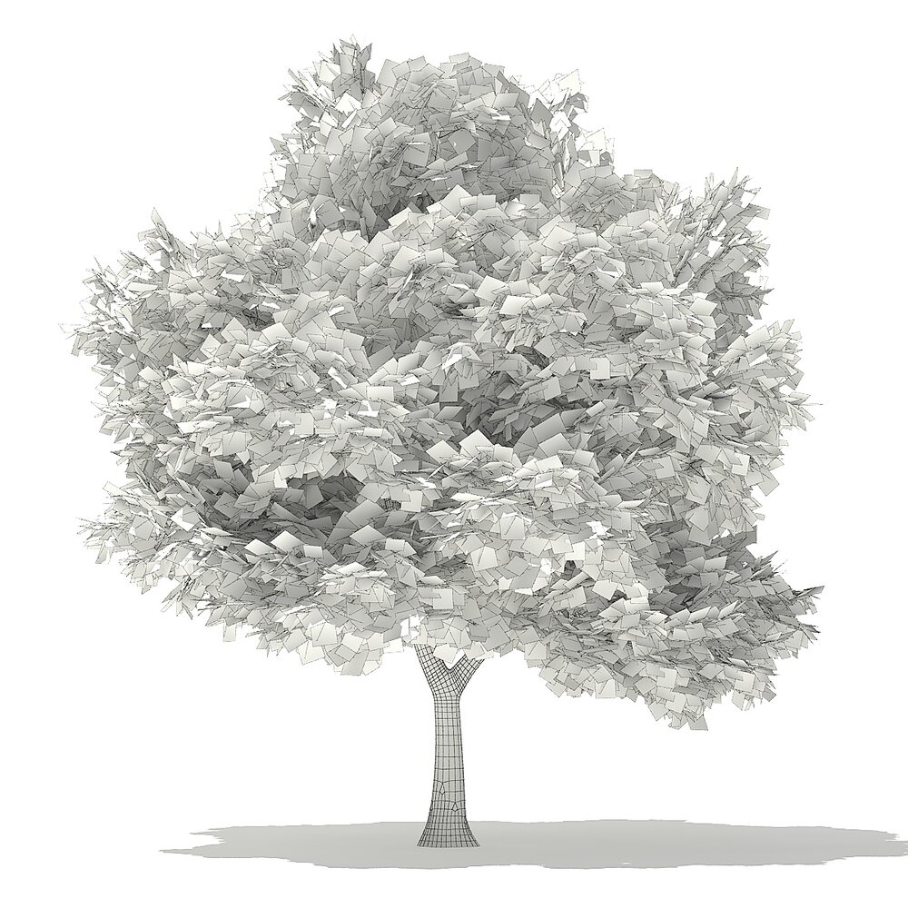 Japanese Maple 5.7m 3D model - Download Trees on 3DModels.org