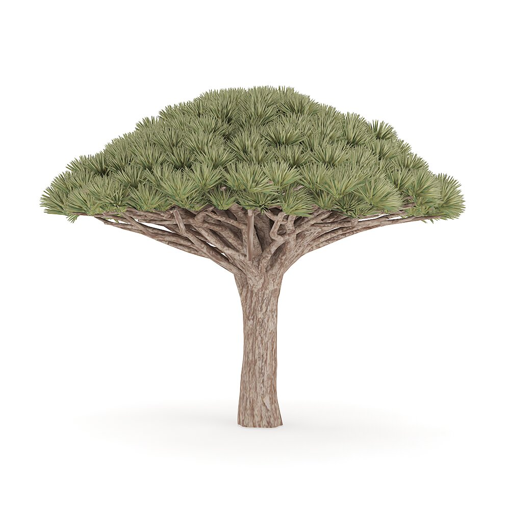 Dracaena Dragon Tree with Thick Trunk 3D model - Download Trees on ...