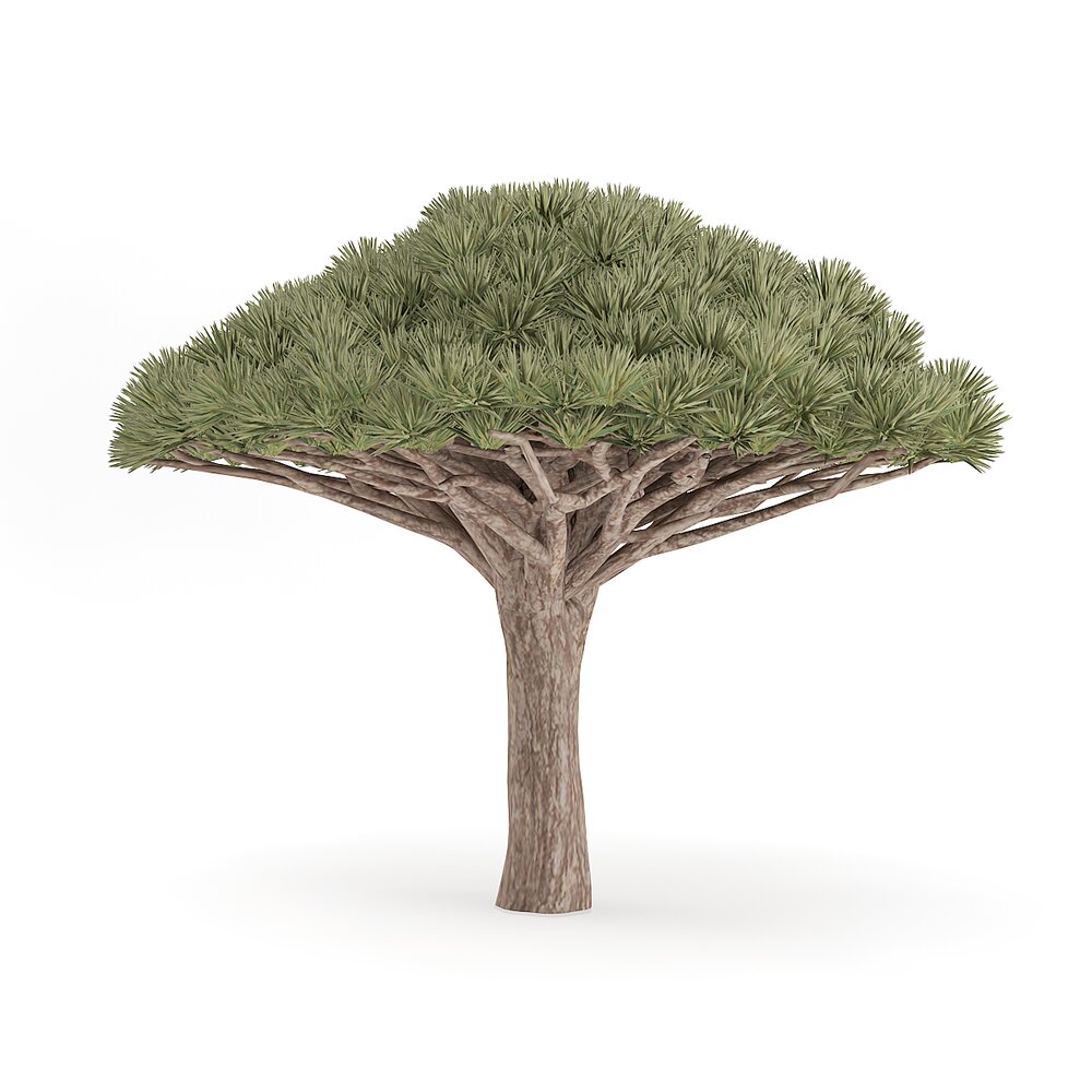 Dracaena Dragon Tree with Thick Trunk 3D model - Download Trees on ...