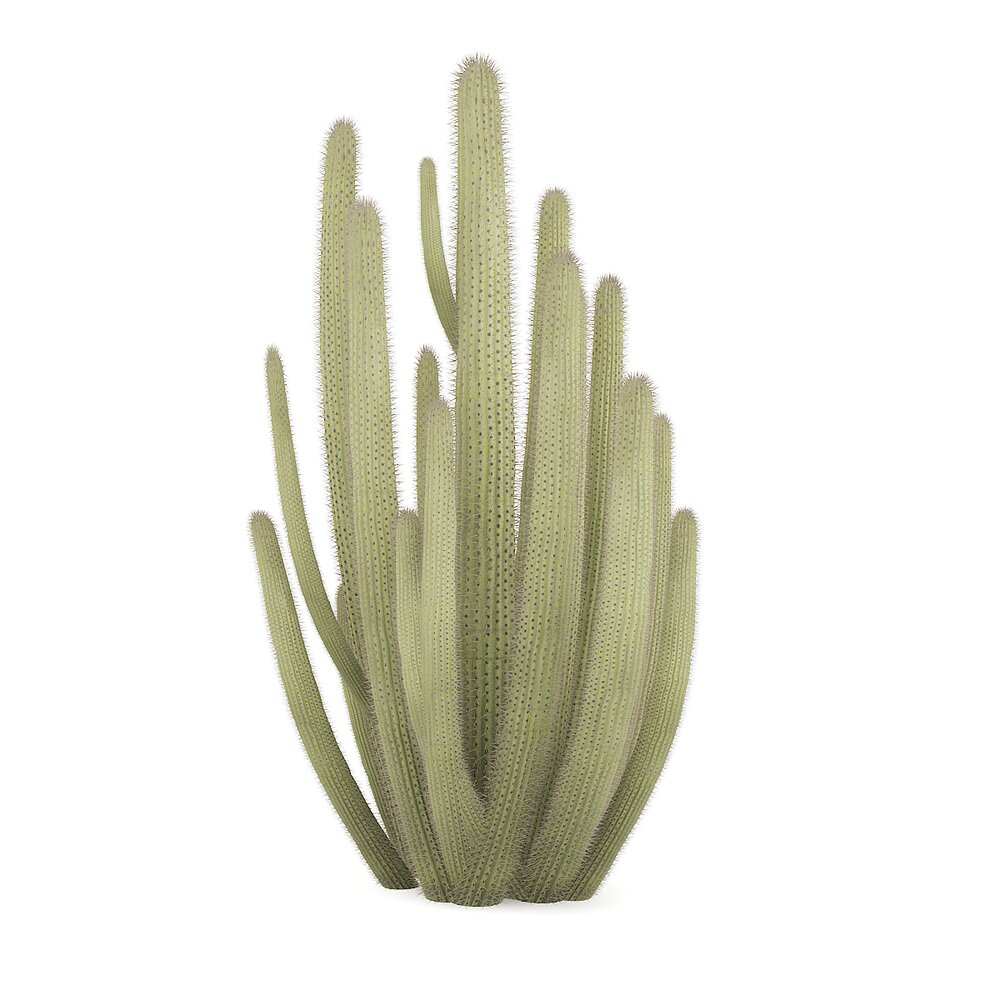 Cactus Órgano Alto Con Tallos Columnares Modelo 3D - Descargar Planta ...