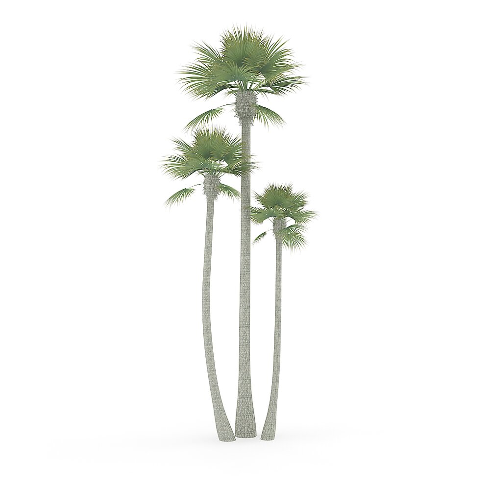Three Palm Trees 3D model - Download Trees on 3DModels.org
