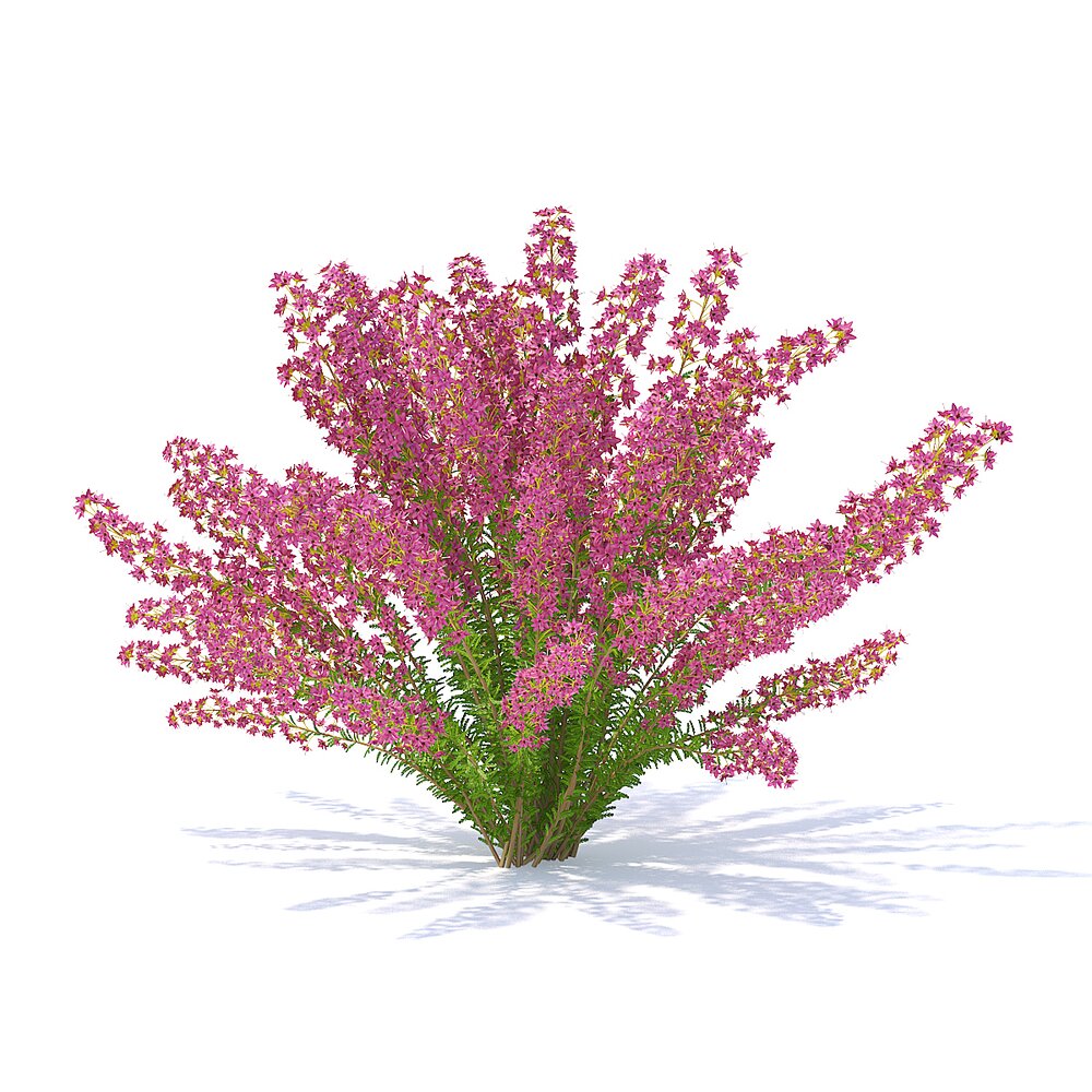 Heather 3D model - Download Flowers on 3DModels.org