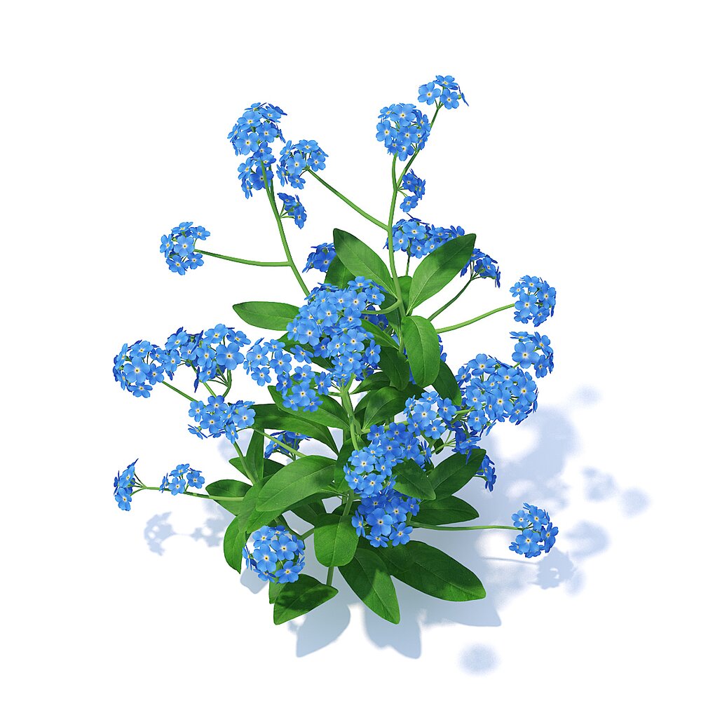 Woodland Forget-me-not 3D model - Download Grass on 3DModels.org