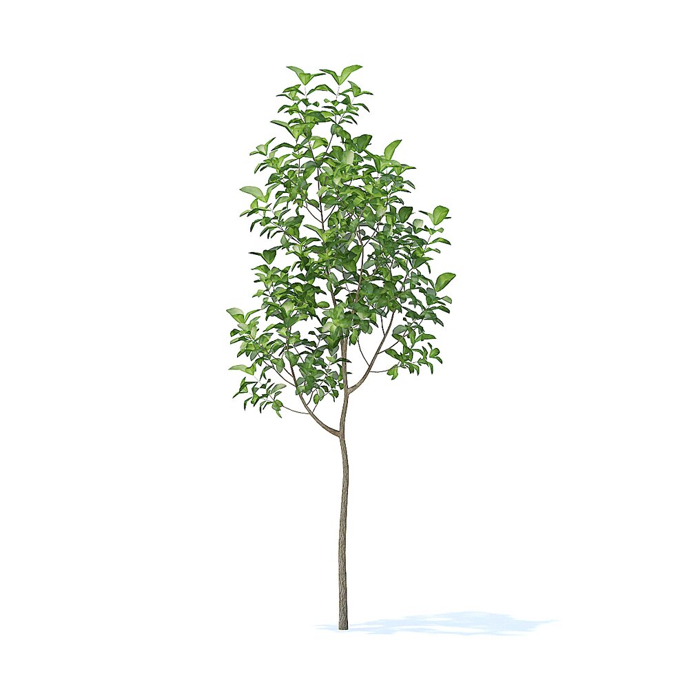 Apple Tree 2.7m 3D model - Download Trees on 3DModels.org