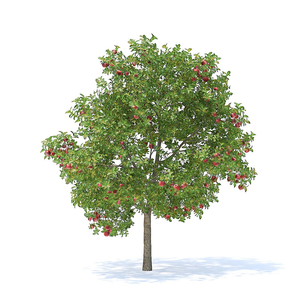 Apple Tree with Fruits 3.7m 3D model - Download Trees on 3DModels.org