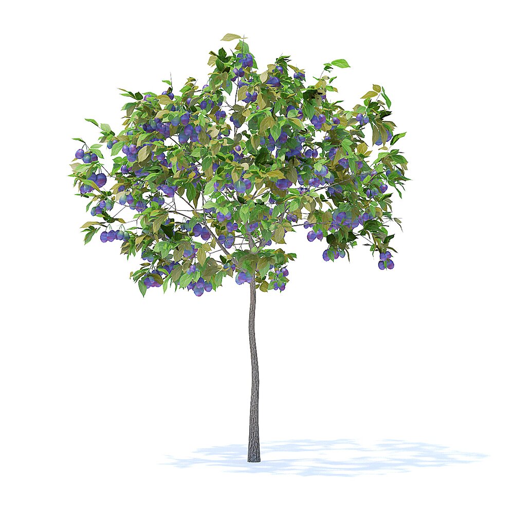 Plum Tree with Fruits 2m 3D model - Download Trees on 3DModels.org
