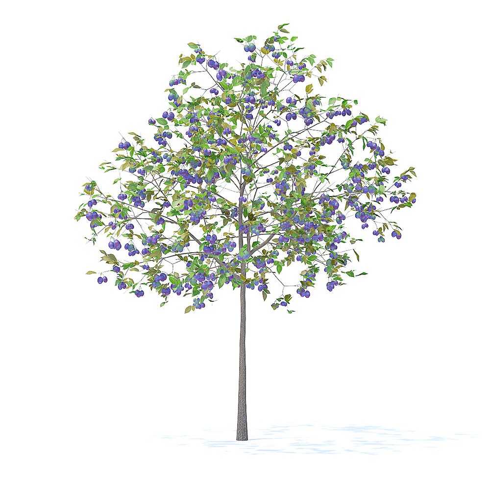 Plum tree 3D Models Download - 3DModels.org
