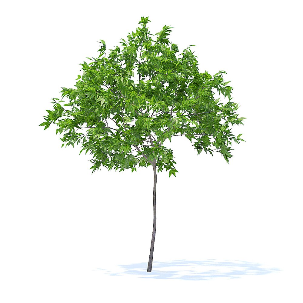 Cherry Tree 2.5m 3D model - Download Trees on 3DModels.org