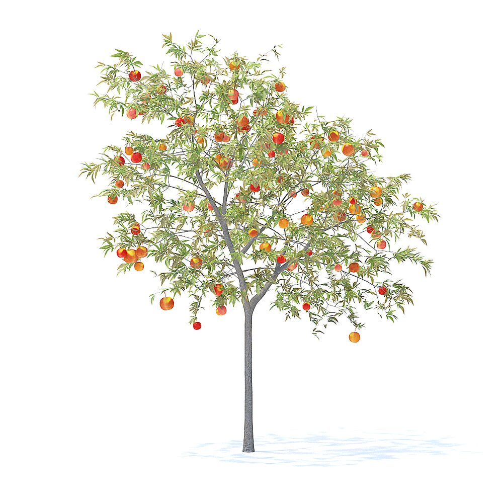 Peach Tree with Fruits 3m 3D model - Download Trees on 3DModels.org
