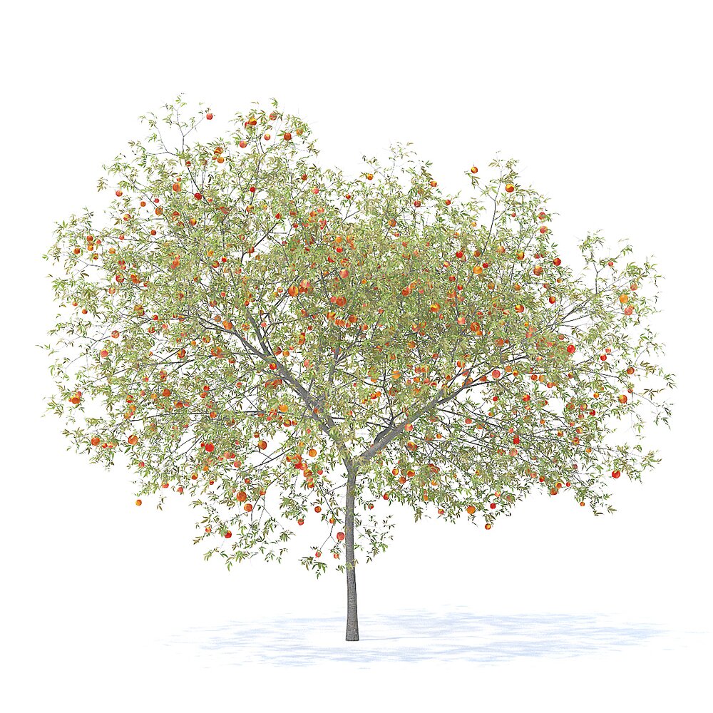 Peach Tree with Fruits 5.8m 3D model - Download Trees on 3DModels.org