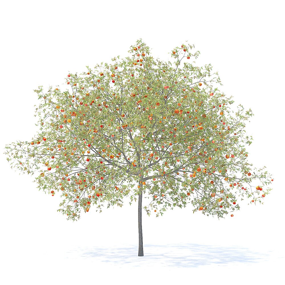 Peach Tree with Fruits 5.8m 3D model - Download Trees on 3DModels.org