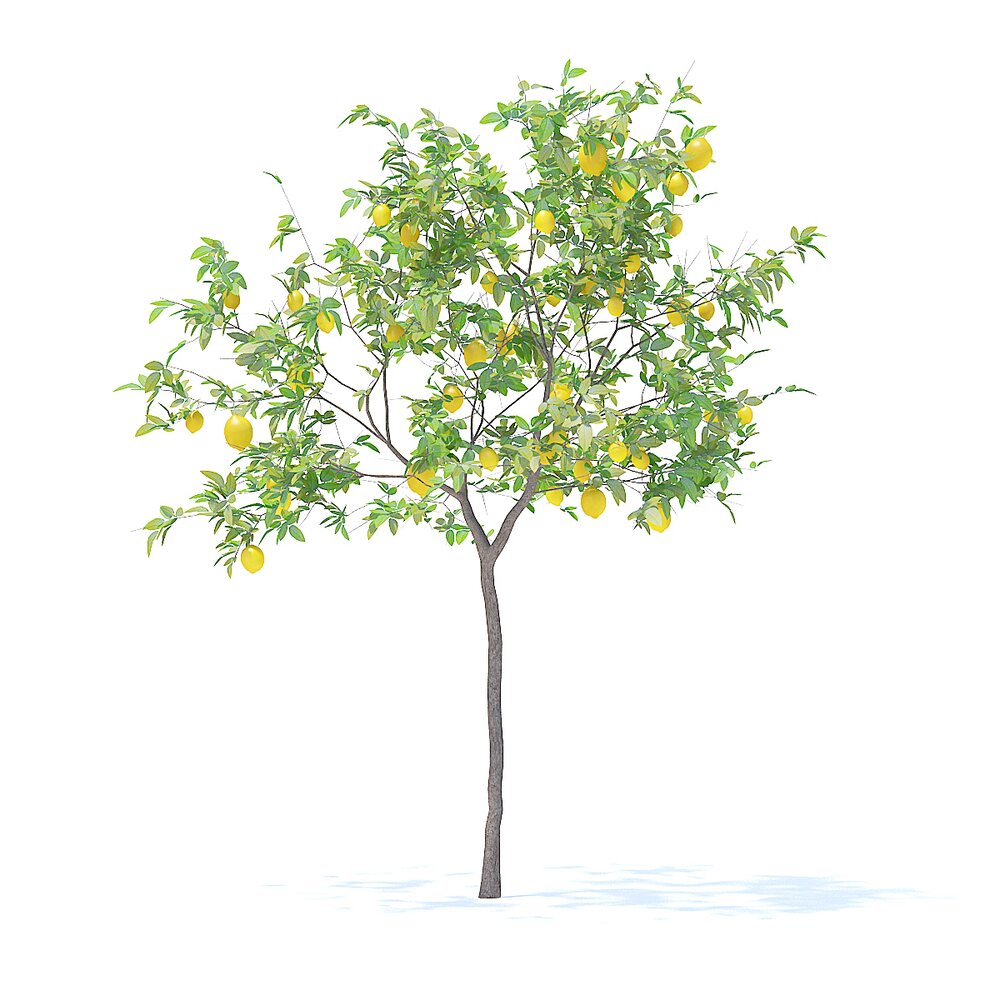 Lemon Tree with Fruits 2.4m 3D model - Download Trees on 3DModels.org
