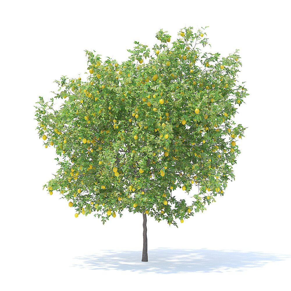 Lemon Tree with Fruits 4.4m 3D model - Download Trees on 3DModels.org