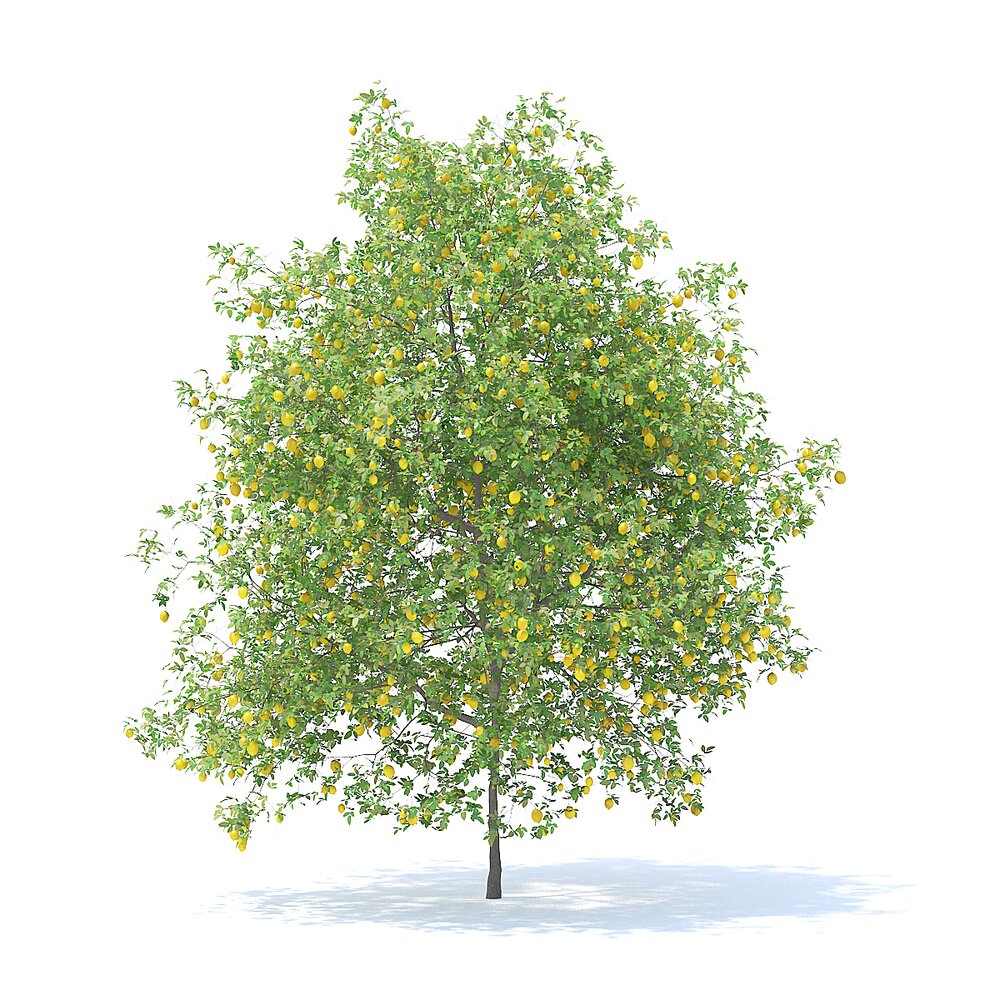 Lemon Tree with Fruits 6m 3D model - Download Trees on 3DModels.org