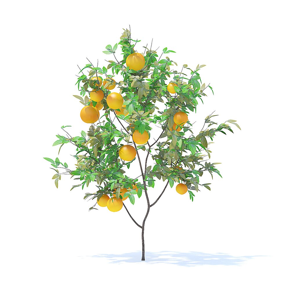 Orange Tree with Fruits 1.6m 3D model - Download Trees on 3DModels.org