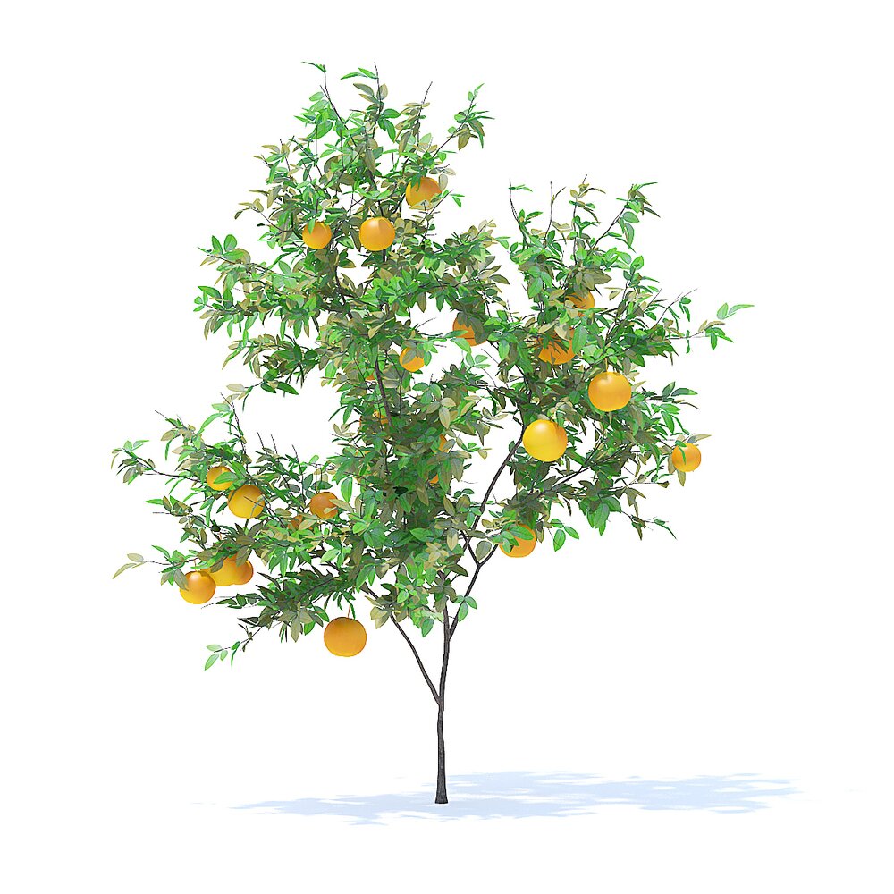 Orange Tree with Fruits 2.1m 3D model - Download Trees on 3DModels.org