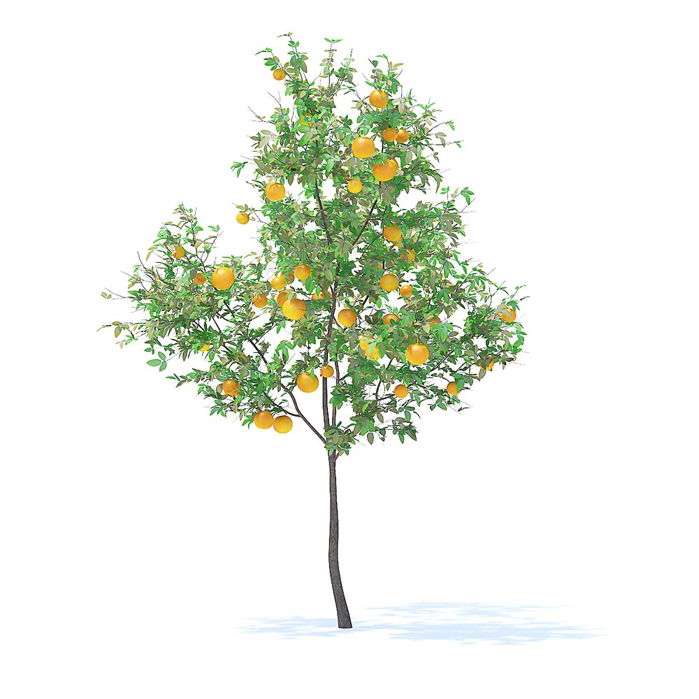 Orange Tree with Fruits 3.4m 3D model - Download Trees on 3DModels.org