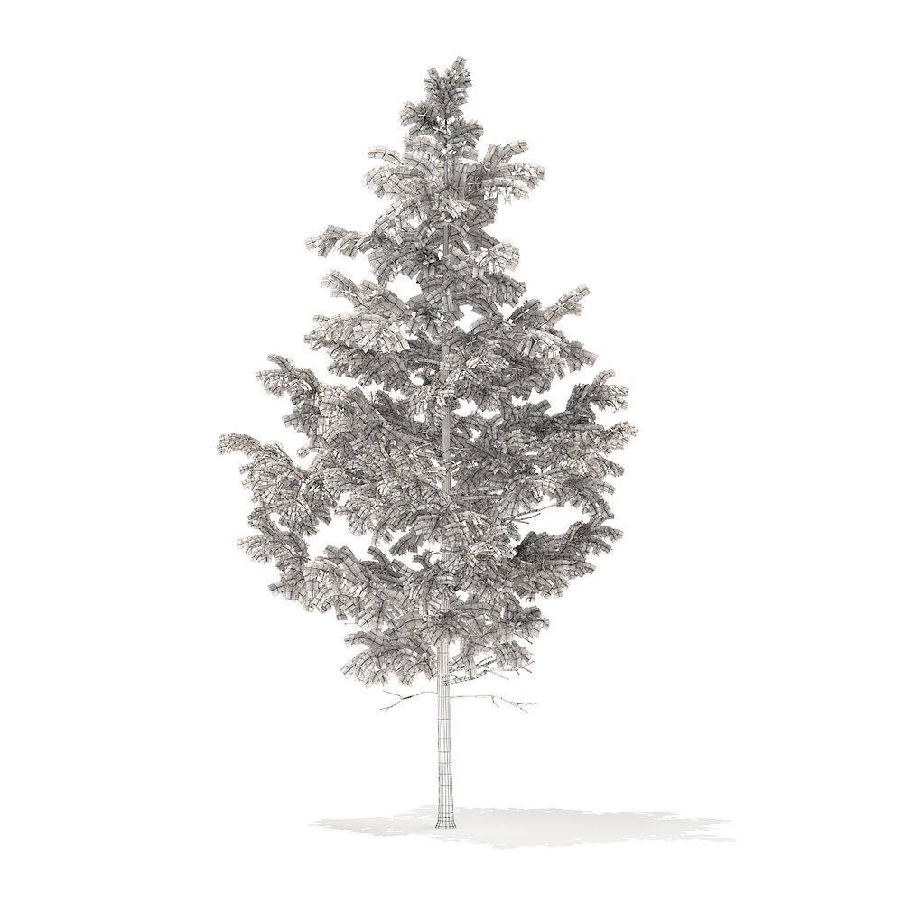 Pine Tree 5.5m 3D model - Download Trees on 3DModels.org