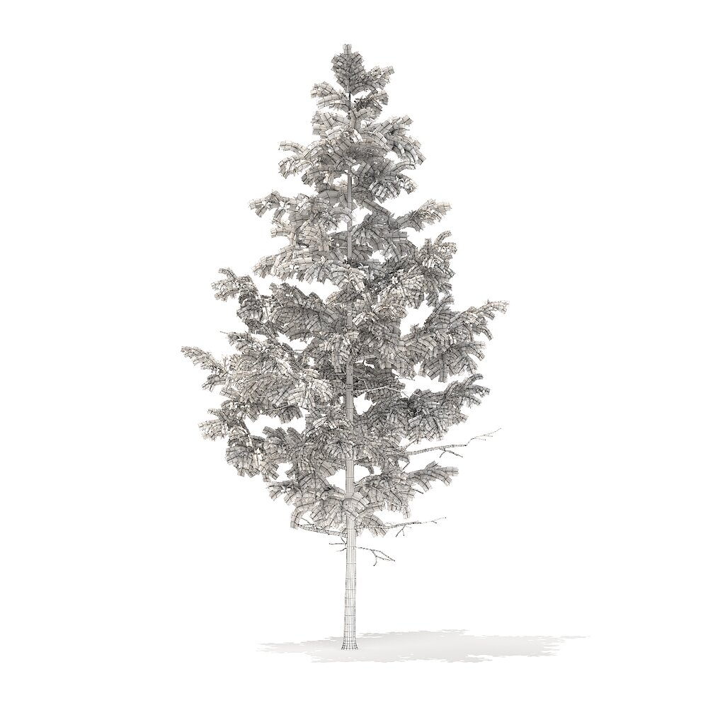 Pine Tree 5.5m 3D model - Download Trees on 3DModels.org