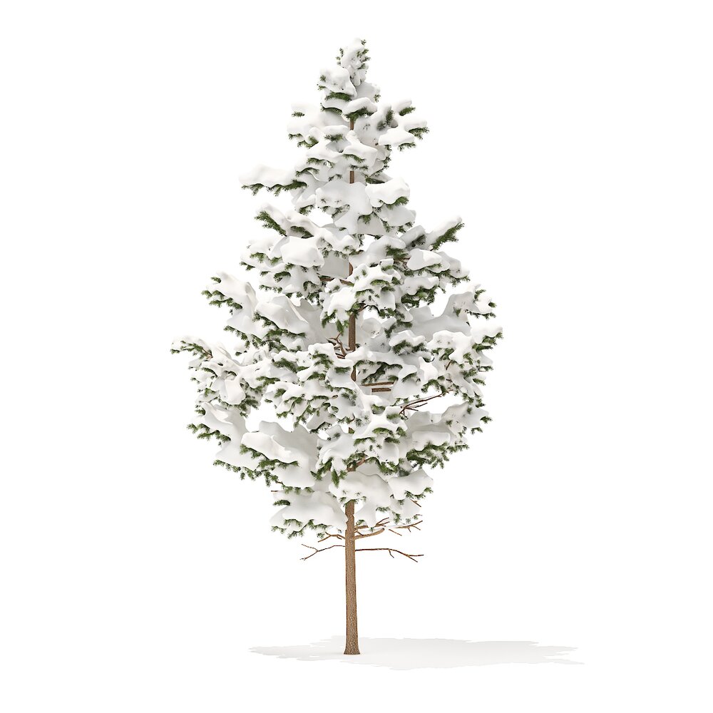 Pine Tree with Snow 5.5m 3D model - Download Trees on 3DModels.org