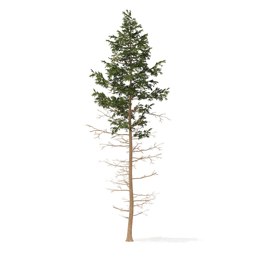 Pine Tree 16m 3D model - Download Trees on 3DModels.org