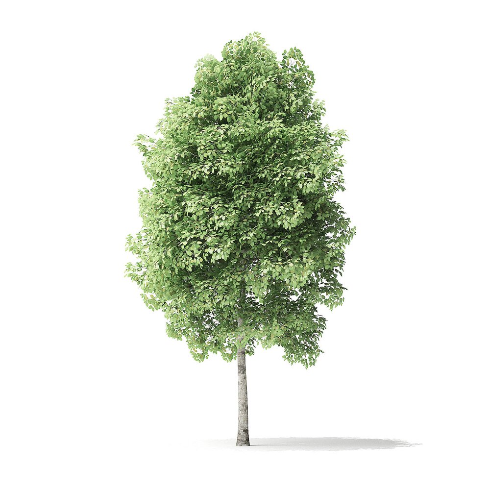 Red Alder Tree 4m 3D model - Download Trees on 3DModels.org