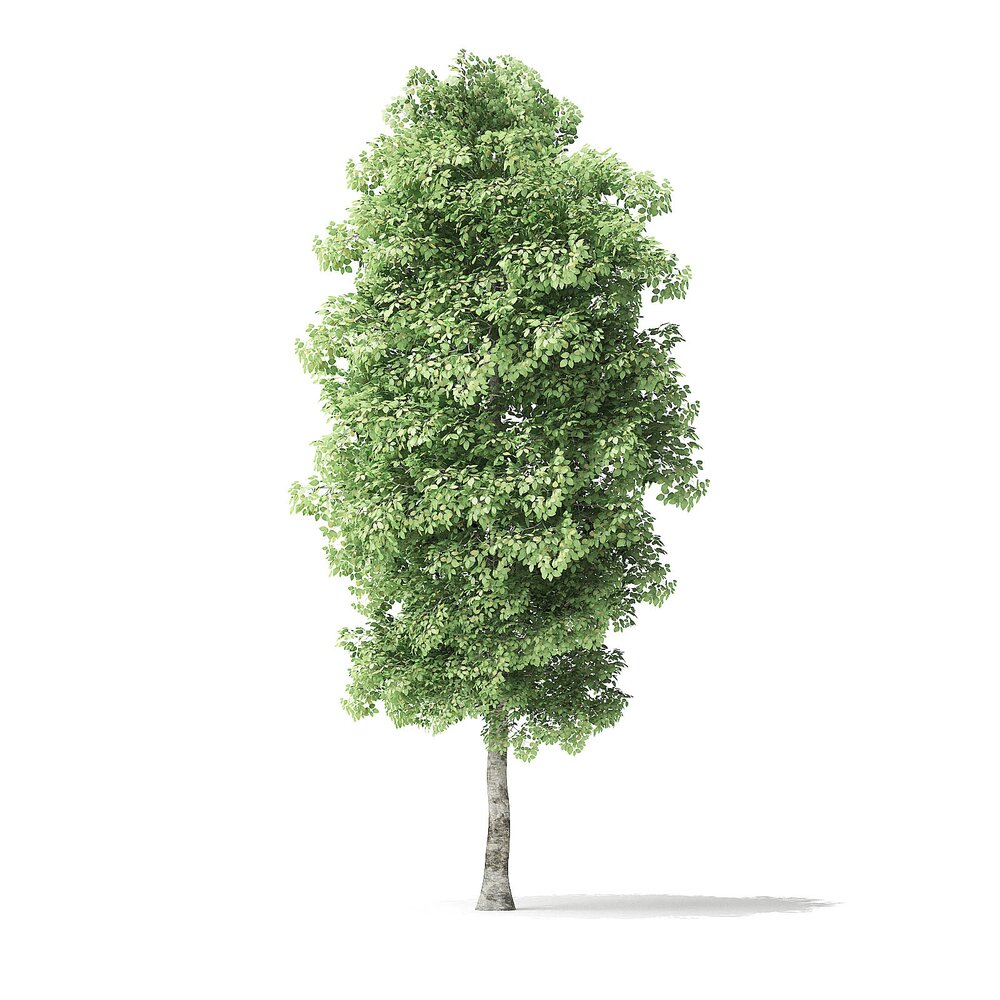 Red Alder Tree 5.8m Modelo 3D - Descargar Árboles on 3DModels.org