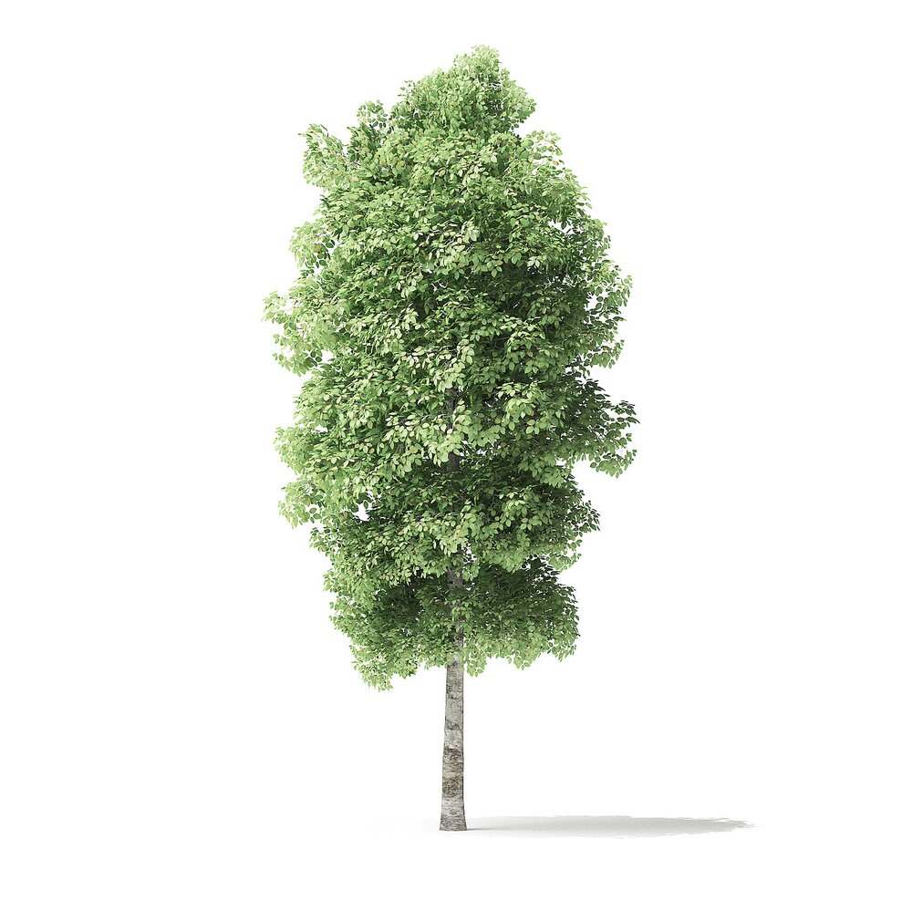 Red Alder Tree 5.8m 3D model - Download Trees on 3DModels.org
