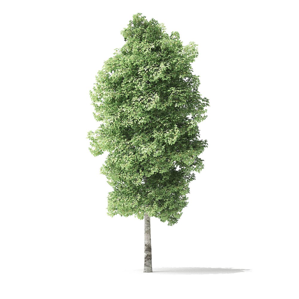 Red Alder Tree 5.8m 3D model - Download Trees on 3DModels.org