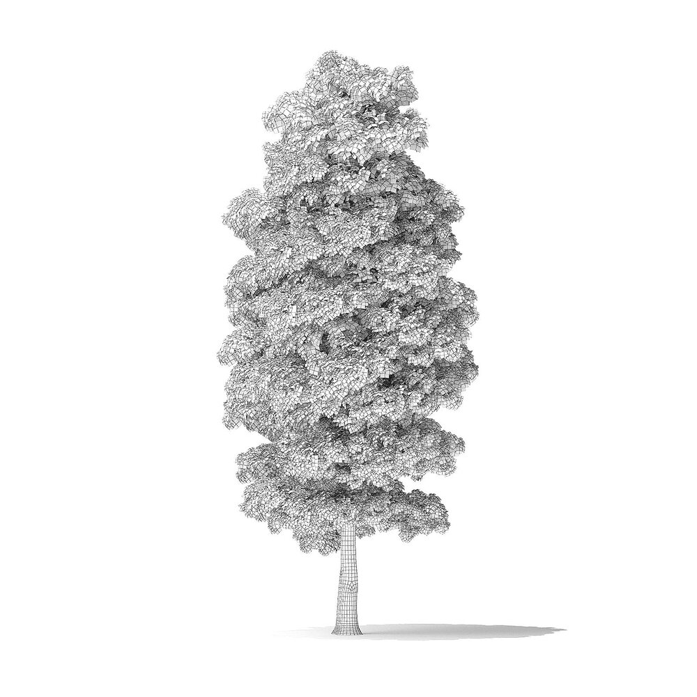 Red Alder Tree 13m 3D model - Download Trees on 3DModels.org
