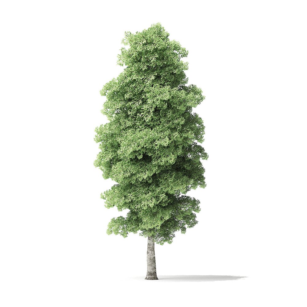 Red Alder Tree 13m 3D model - Download Trees on 3DModels.org