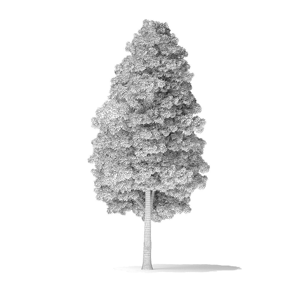 Red Alder Tree 16m 3D model - Download Trees on 3DModels.org