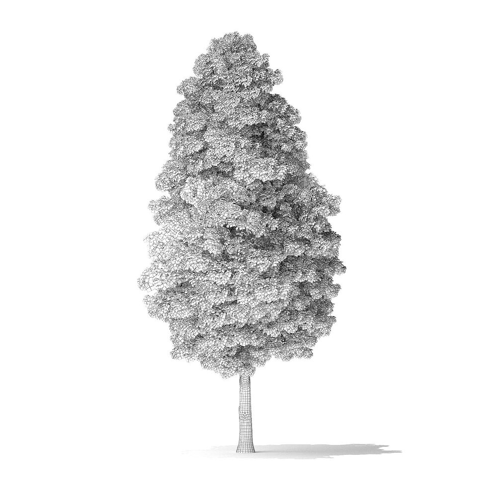 Red Alder Tree 16m 3D model - Download Trees on 3DModels.org