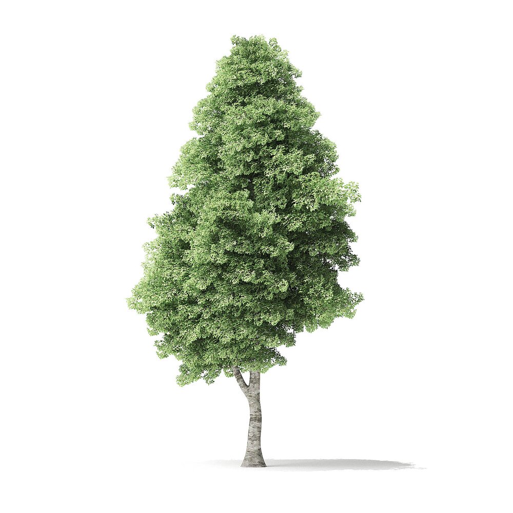 Red Alder Tree 16m 3D model - Download Trees on 3DModels.org