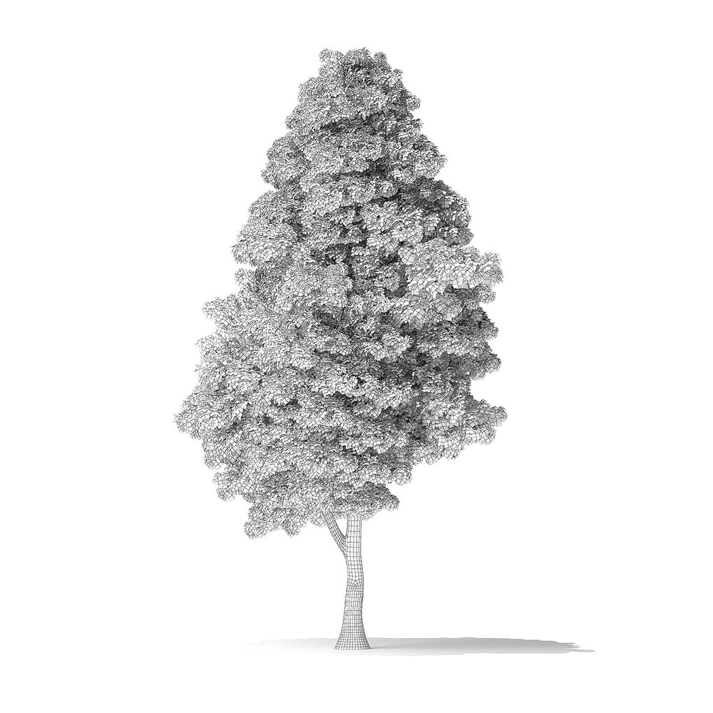 Red Alder Tree 16m 3D model - Download Trees on 3DModels.org