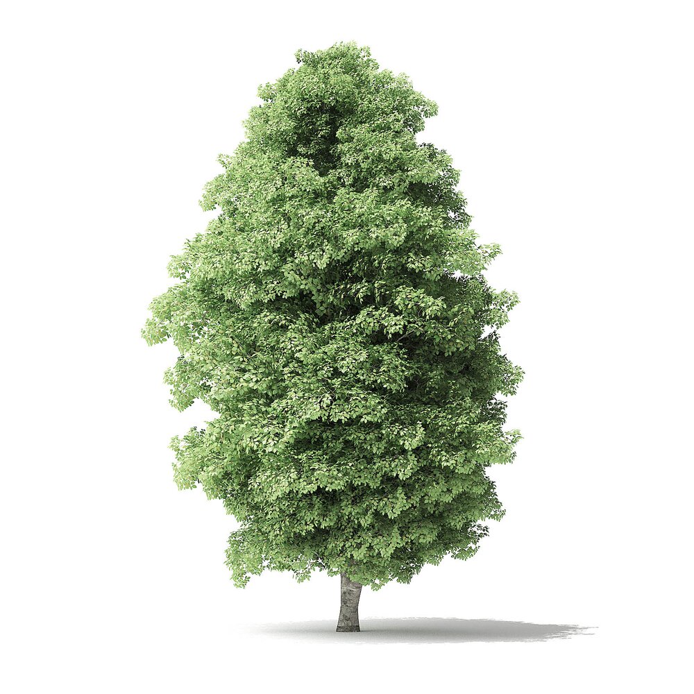 Red Alder Tree 11.6m 3D model - Download Trees on 3DModels.org